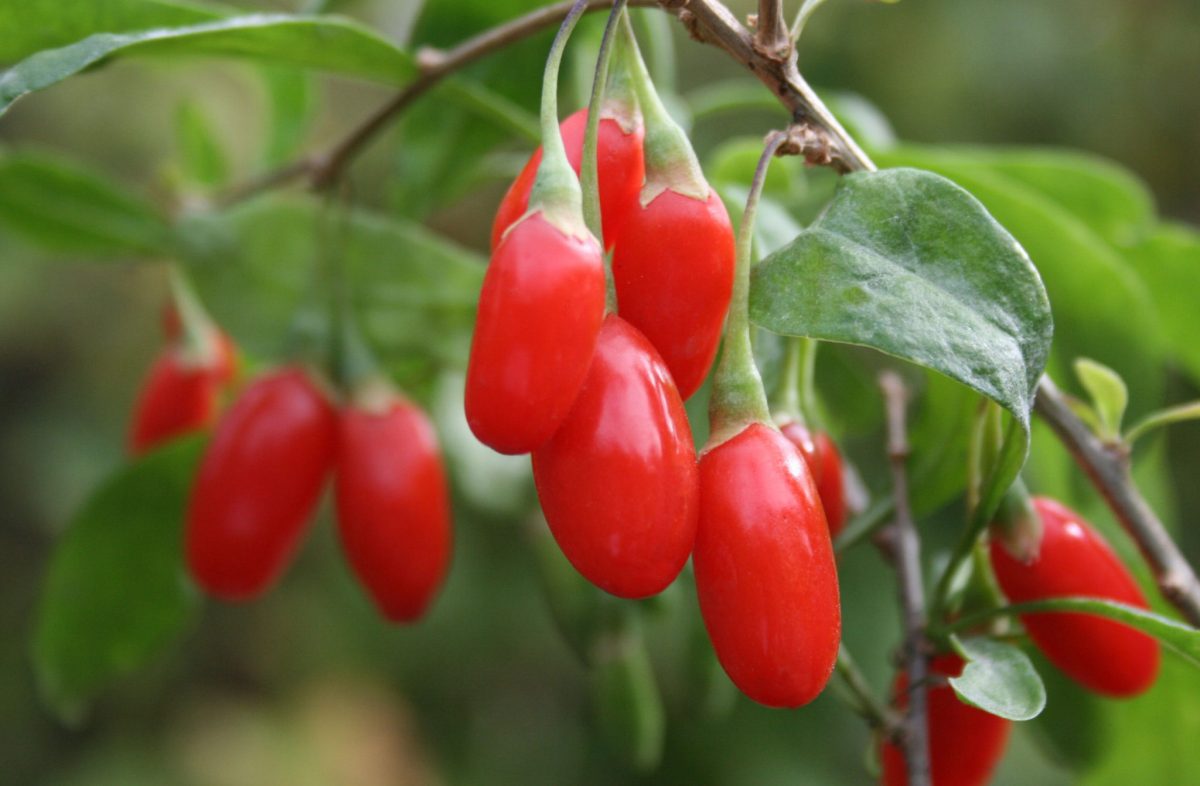 34 Sebab Kenapa Perlu Makan Buah Goji Ni! Banyak Khasiat Bukan Setakat ...