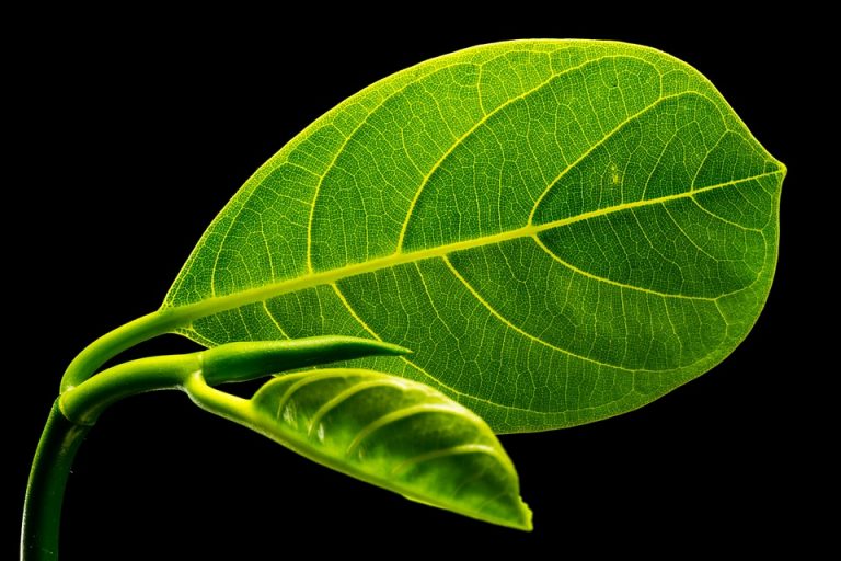 Cara Nak Kenal Ikan Bilis Yang Baru & Berkualiti. Baru Berbaloi Kalau Beli.