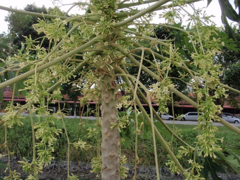 Resipi Bunga Betik, Pahit-Pahit Sedap! Elok Juga Untuk Kesihatan