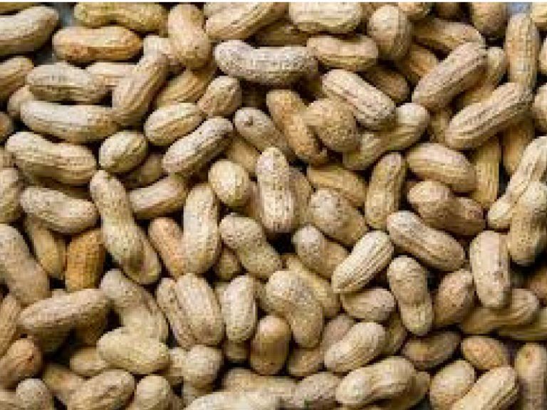 Nak Kudapan Sihat, Makanlah Kekacang. Ketahui Khasiat 8 Jenis Kacang Ini