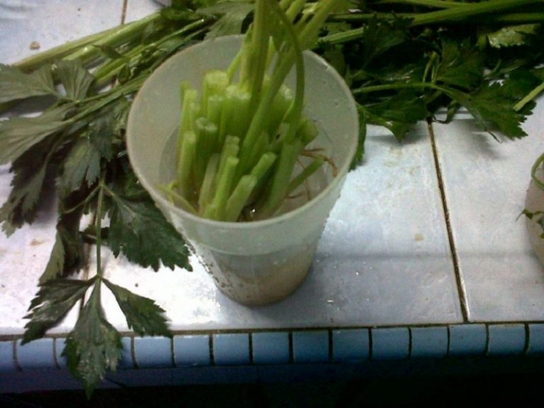 Inilah Cara Tanam Daun Sup Dan Ketumbar Dari Akar Betul-Betul Tumbuh Elok.