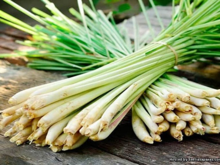 6 Langkah Mudah Tanam Serai Dalam Pasu. Tip Tumbuh Gemuk dan Subur.