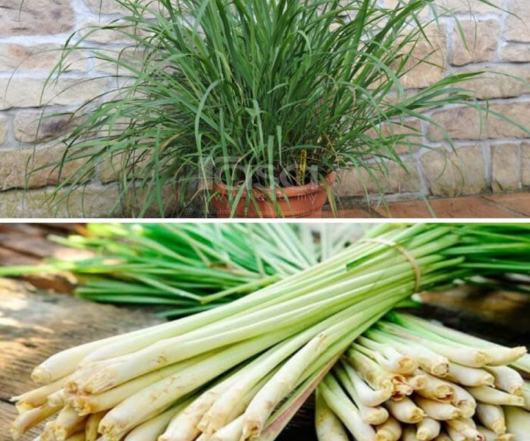 6 Langkah Mudah Tanam Serai Dalam Pasu. Tip Tumbuh Gemuk dan Subur.