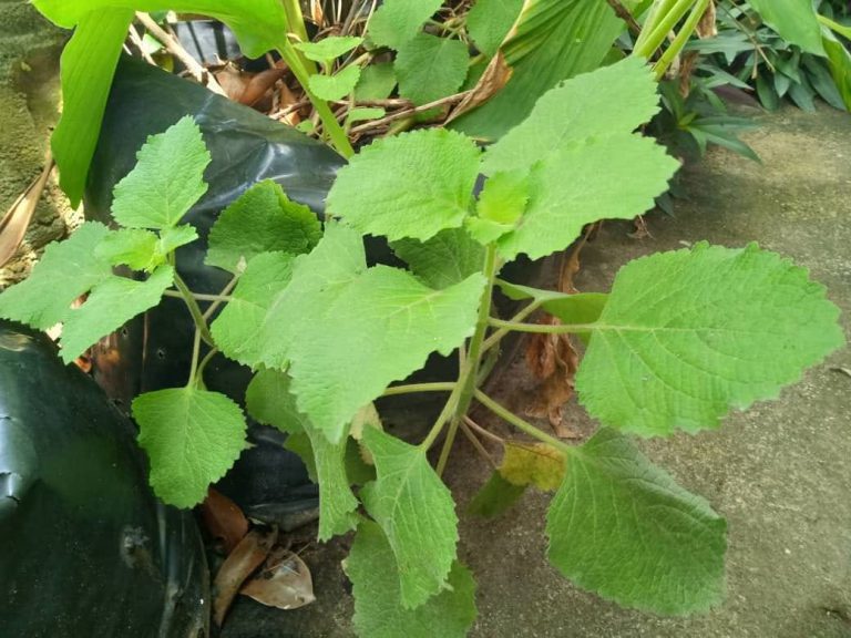 Resipi Mudah Sambal Tempoyak Daun Kayu Ori Negeri Sembilan