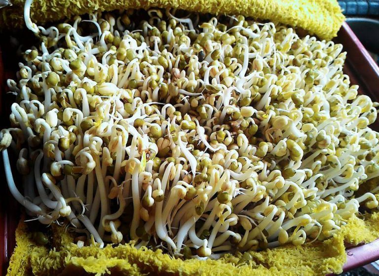 Makan 4 Buah Ini Boleh Selesaikan Masalah Perut Sebu & Tak Selesa.