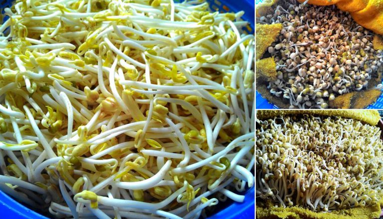 Makan 4 Buah Ini Boleh Selesaikan Masalah Perut Sebu & Tak Selesa.