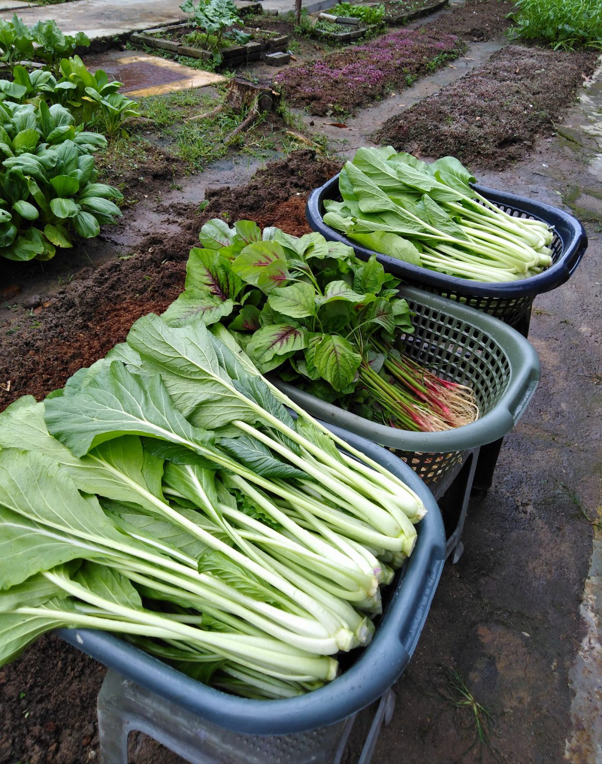 Nak Kudapan Sihat, Makanlah Kekacang. Ketahui Khasiat 8 Jenis Kacang Ini
