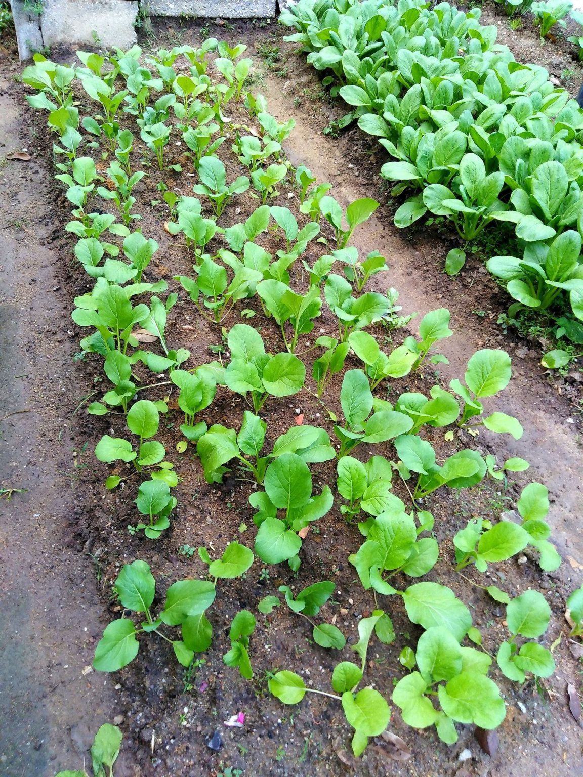Nak Kudapan Sihat, Makanlah Kekacang. Ketahui Khasiat 8 Jenis Kacang Ini