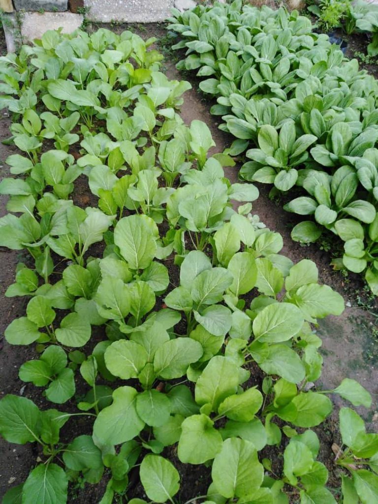 Nak Kudapan Sihat, Makanlah Kekacang. Ketahui Khasiat 8 Jenis Kacang Ini