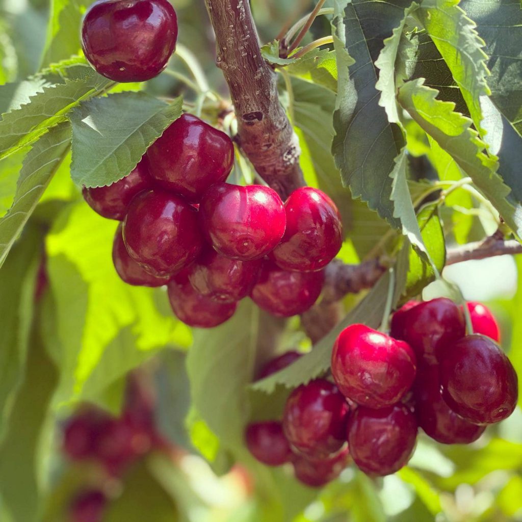 Nikmati Kebaikan Northwest Cherries Yang Lebih Manis & Berjus