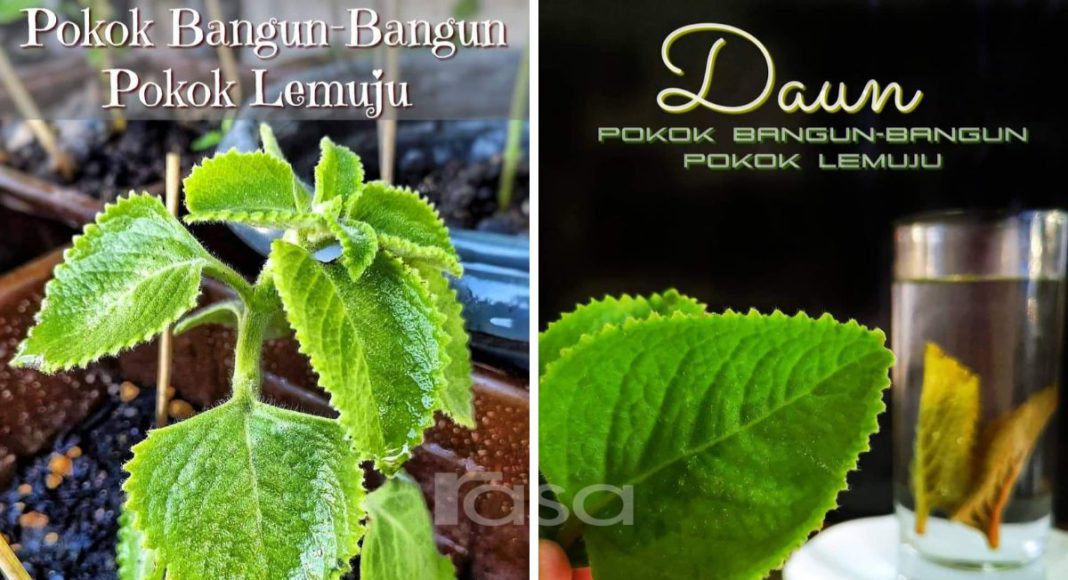 Petua Bantu Legakan Batuk, Minum Air Rebusan Daun Pokok Lemuju