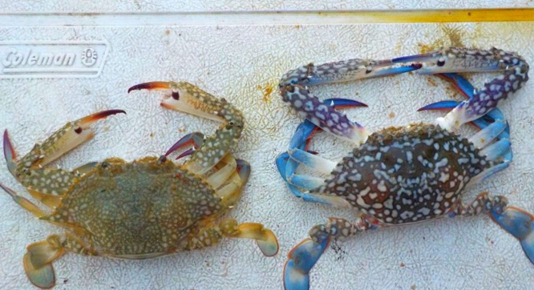 Petua Masak Paru Goreng Rangup Yang Sedap & Tak Hanyir.