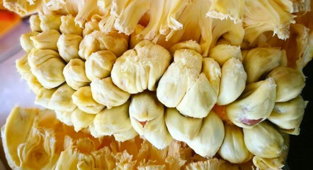 Petua Pilih Buah Cempedak Yang Masak, Manis & Banyak Isi