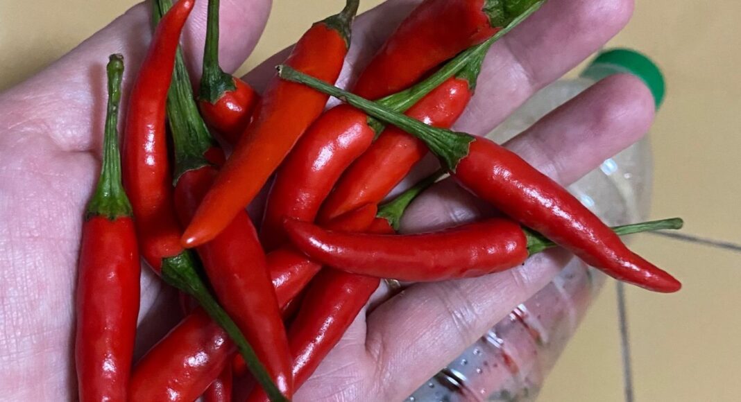 Cara 'Rare' Simpan Cili Supaya Tahan Lama, Letak Dalam Botol! 8 Bulan ...