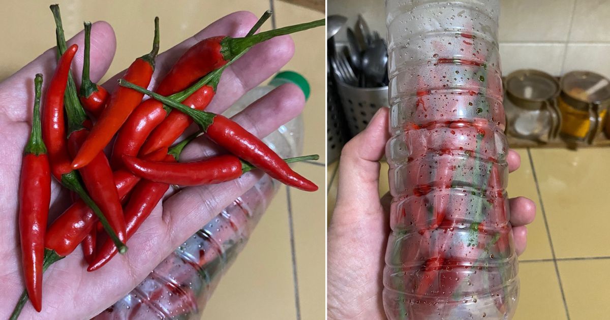 Cara 'Rare' Simpan Cili Supaya Tahan Lama, Letak Dalam Botol! 8 Bulan ...