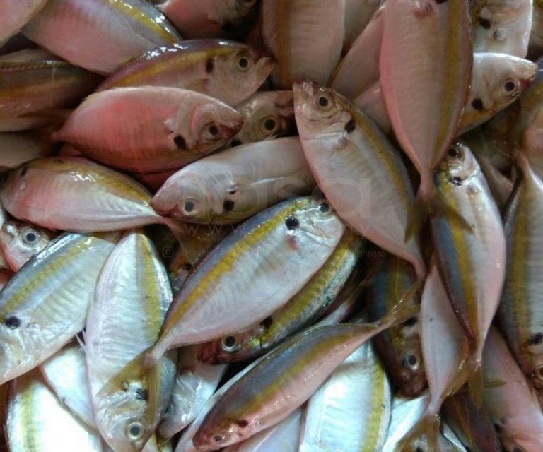 Tip Mudah Nak Kenal Ikan Segar Di Pasar.