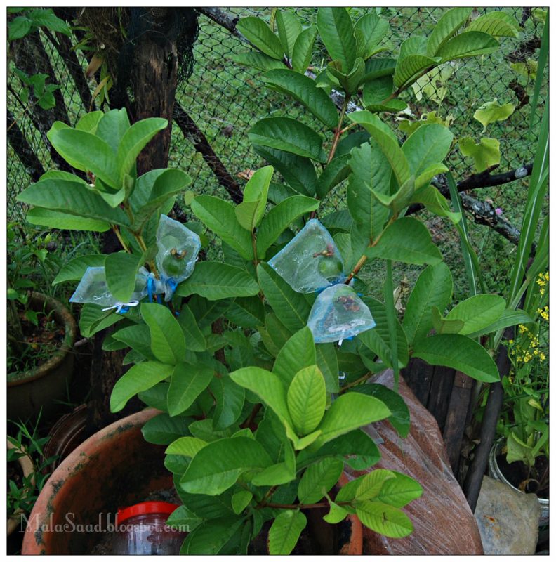 Lebihan Nasi Dan Roti Expired Jangan Di Buang! 2 Petua Ni Sangat Membantu.