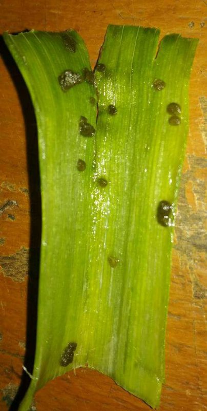 Ketahui 6 Jenis Labu Yang Berkhasiat Dan Resipi Berasaskan Labu, Sedap ...